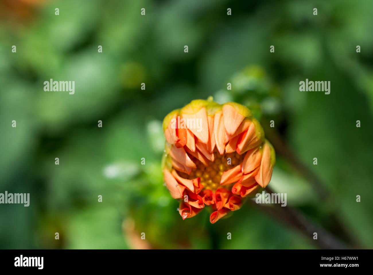 Beautiful fresh flowers in nature background Stock Photo - Alamy