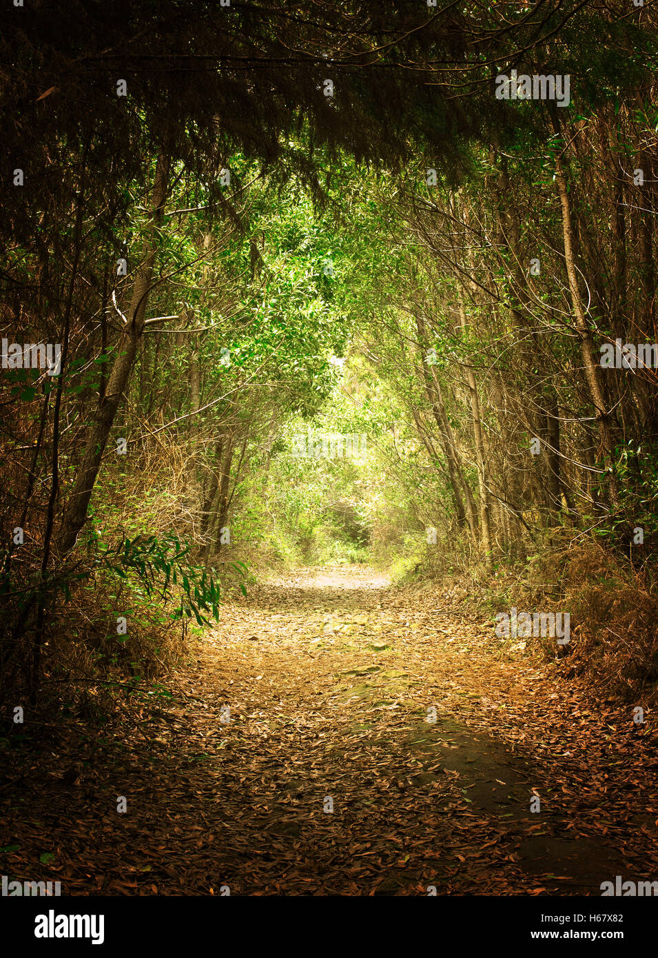 Pathway in the forest hi-res stock photography and images - Alamy