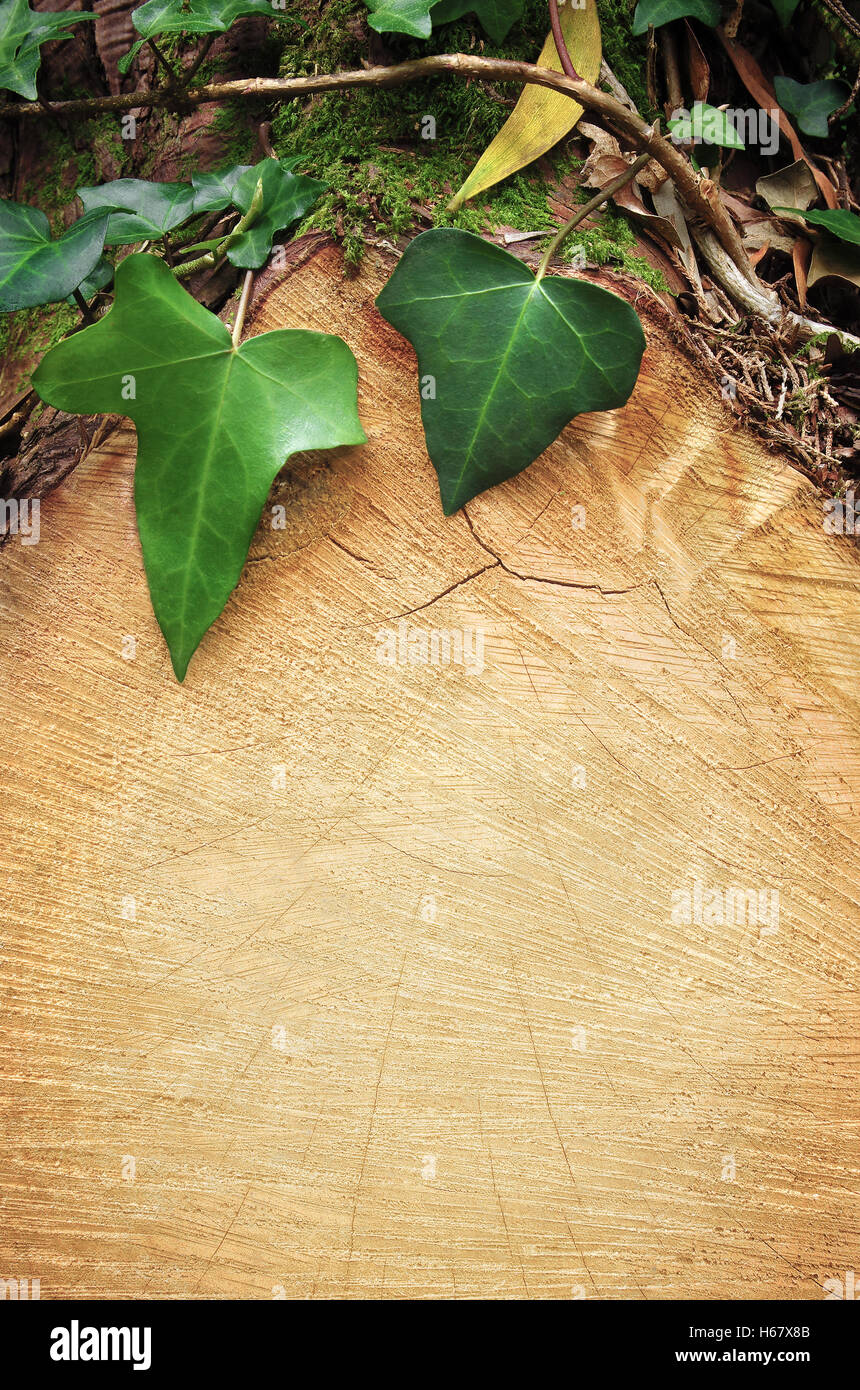 Nature background of ivy leaves over clean cut of a tree trunk Stock ...