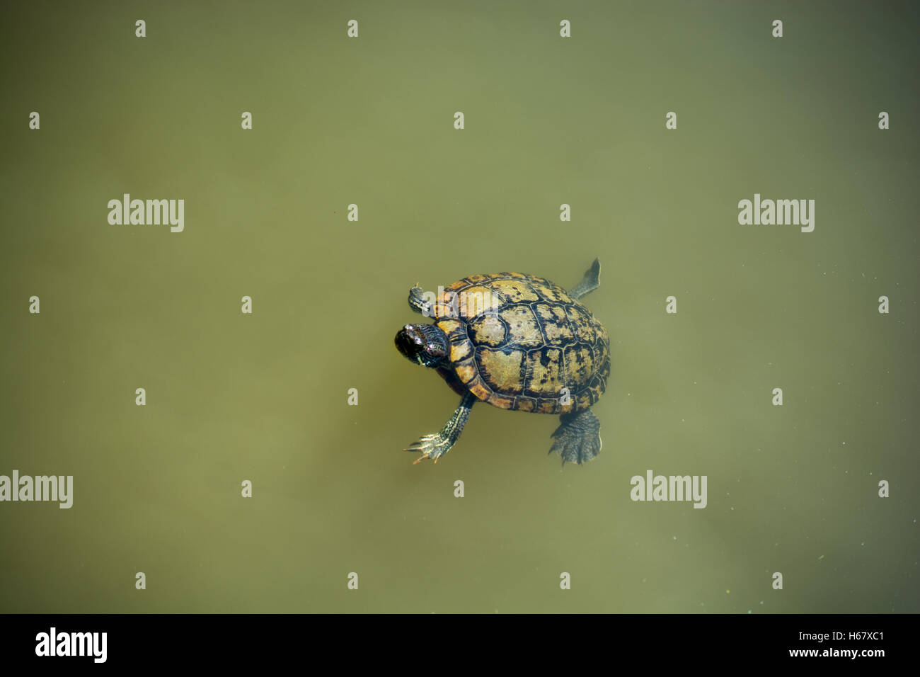 Lonely turtle swimming in the muddy water of a lake Stock Photo - Alamy