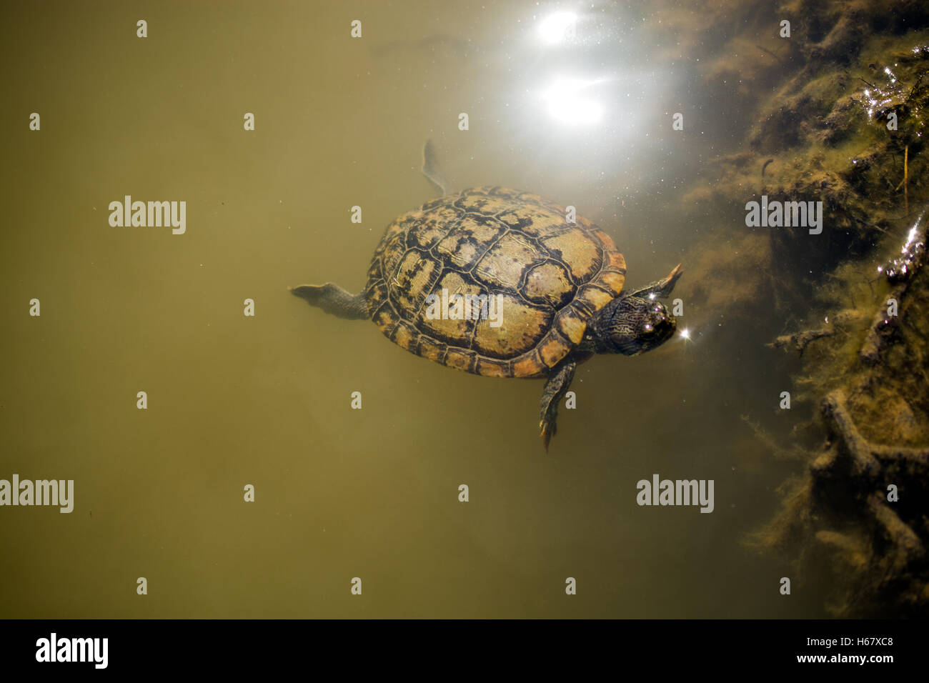 Lonely turtle swimming in the muddy water of a lake Stock Photo - Alamy