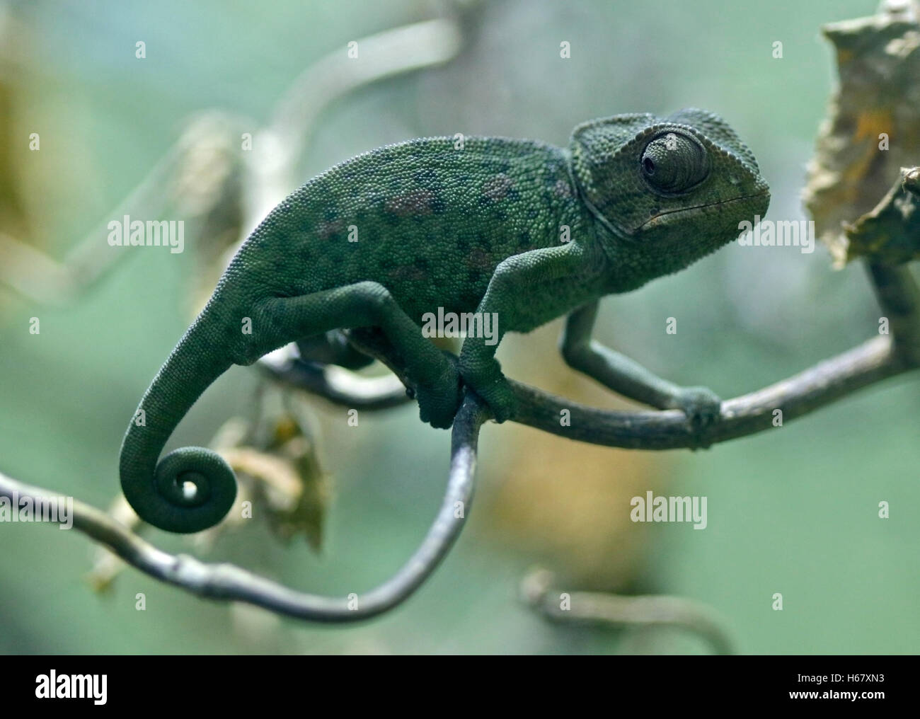 Juvenile Common Chameleon (chamaeleo chamaeleon Stock Photo - Alamy