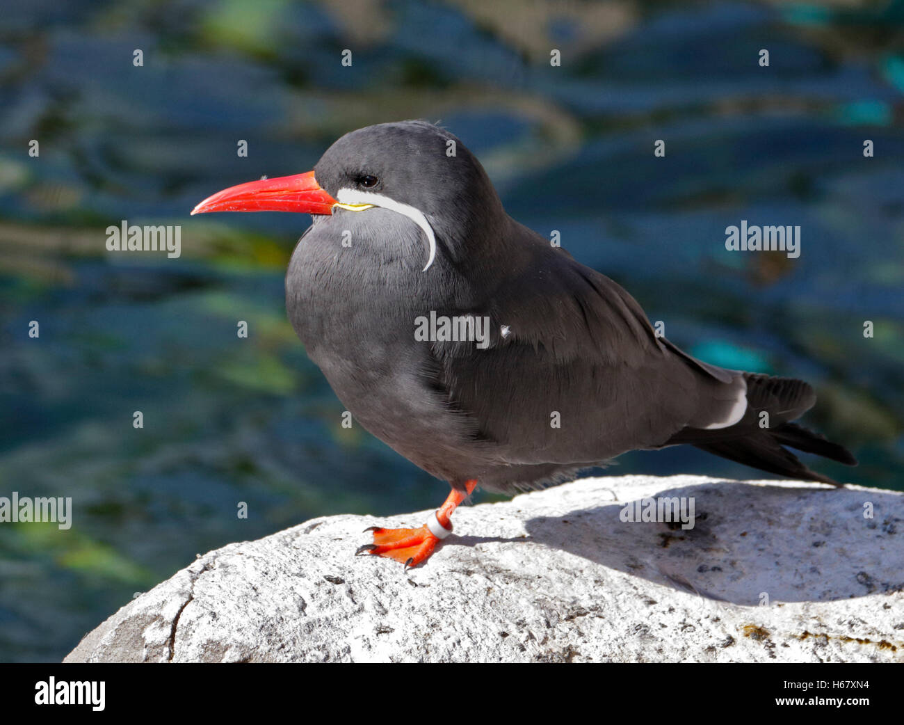 Inca Tern (lasrosterna inca Stock Photo - Alamy