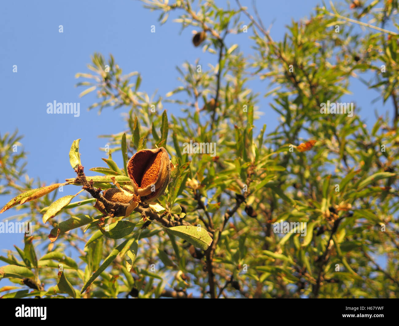 Almond tree with ripe almonds in Alora countryside Andalusia Stock ...