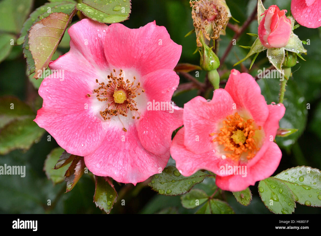 Pink California wild roses (Rosa californica) in nature, viewed from ...
