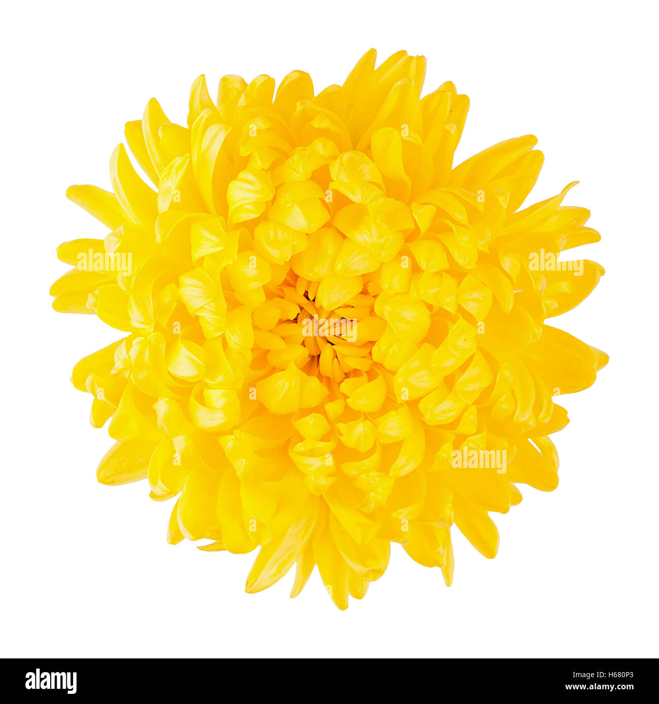 Chrysanthemum yellow flower head top view isolated on white Stock Photo ...