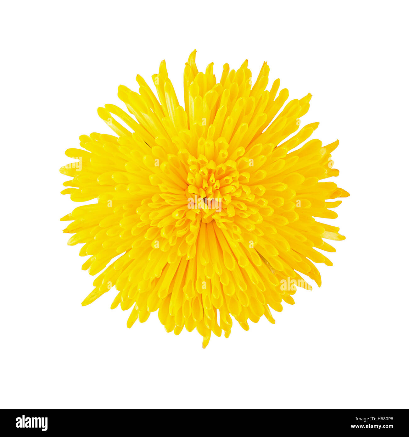 Chrysanthemum yellow flower head top view isolated on white Stock Photo ...