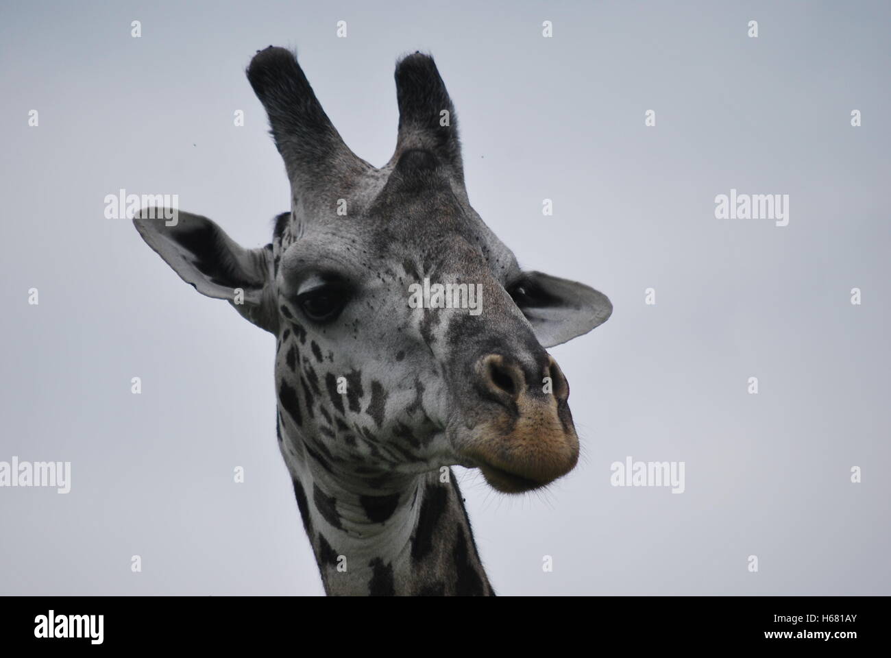 Head of giraffe seen closely under a grey sky Stock Photo - Alamy