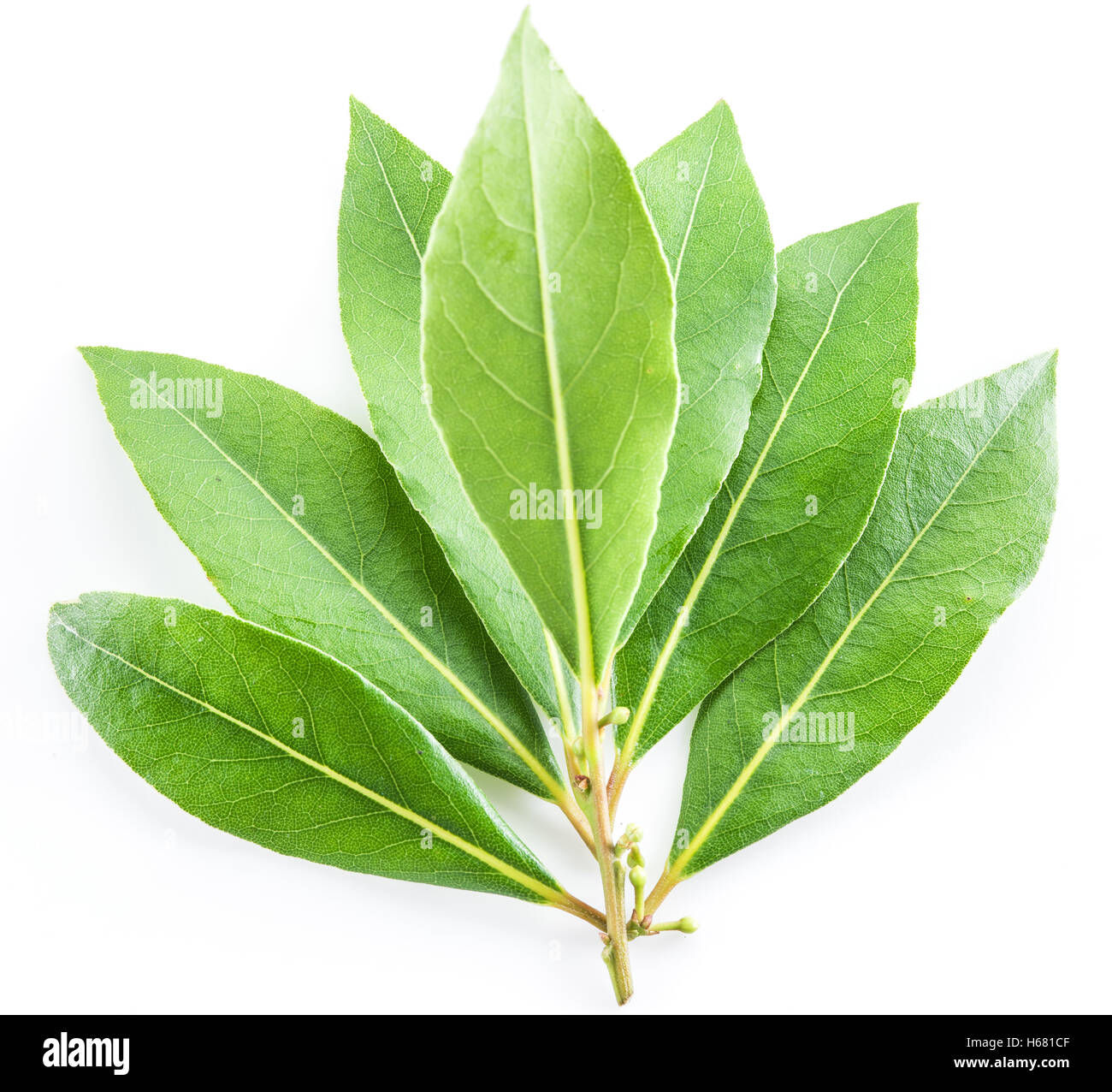 Bay leaf isolated on the white background Stock Photo - Alamy