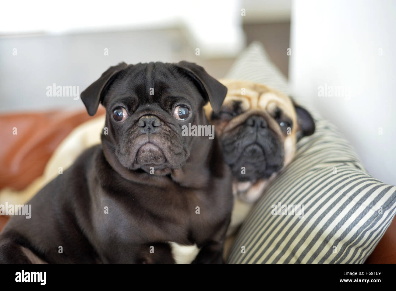 Crazy pug hi-res stock photography and images - Alamy