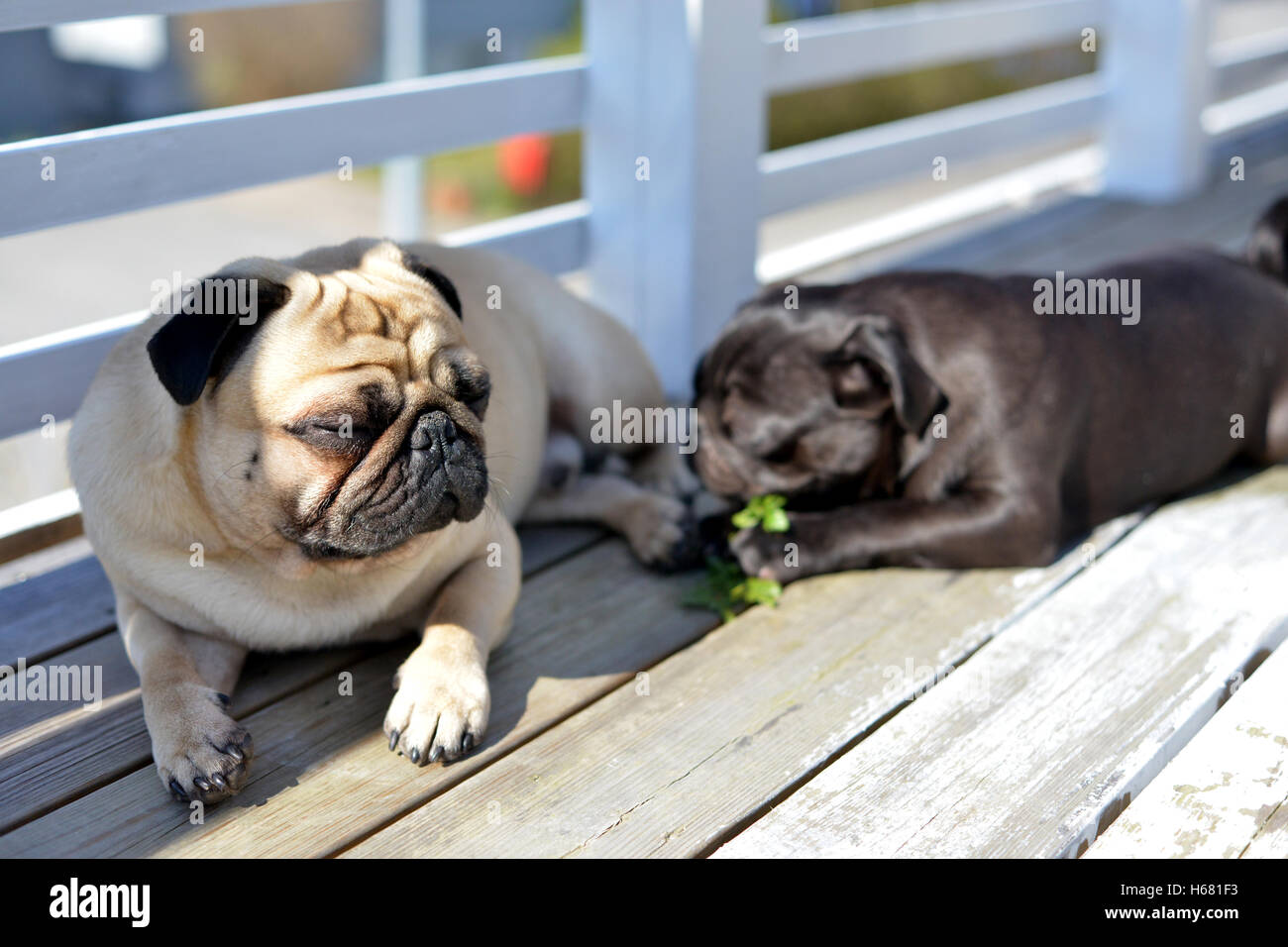 Pugs hi-res stock photography and images - Alamy