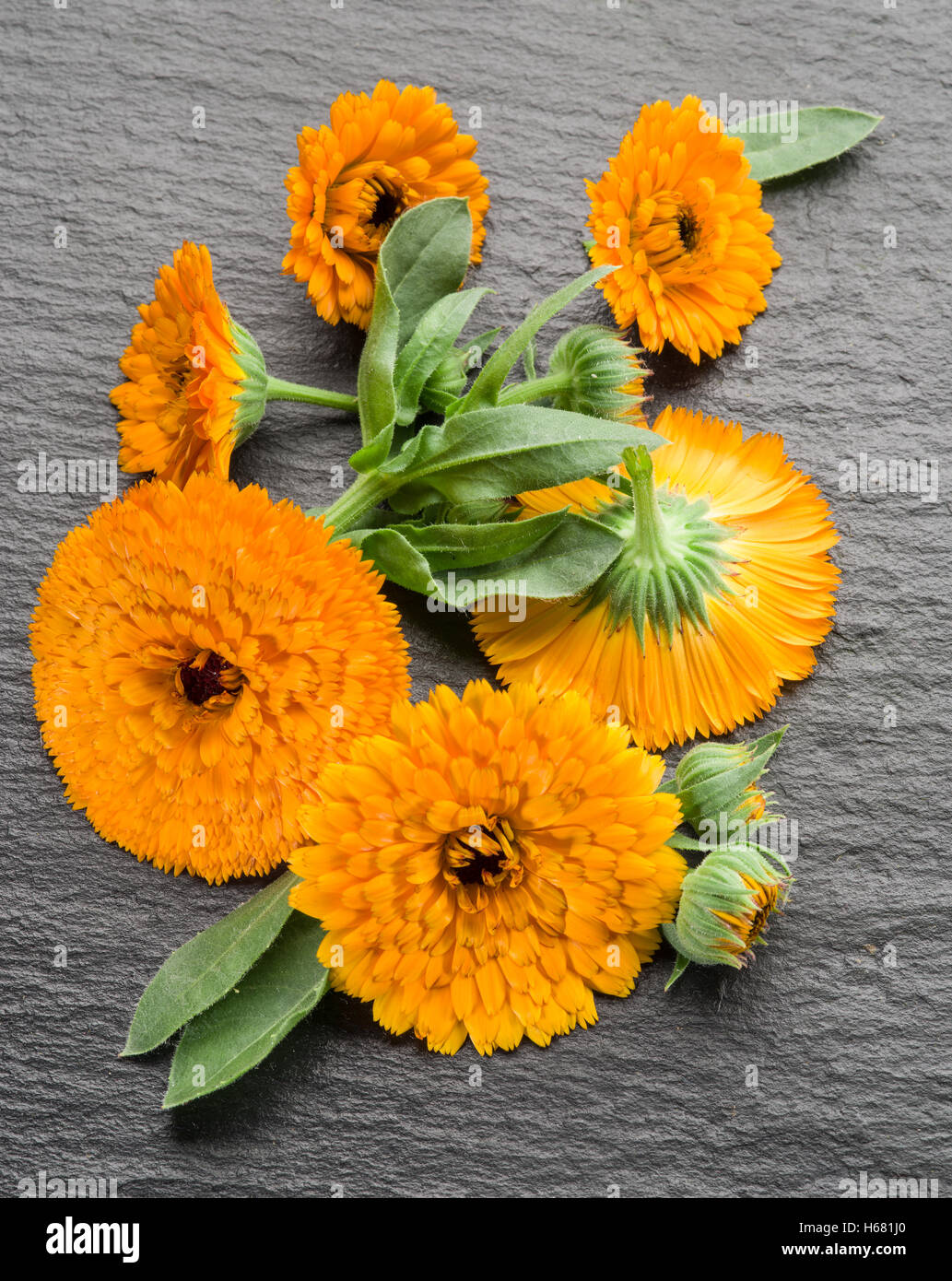 Herbal flower calendula officinalis hi-res stock photography and images ...