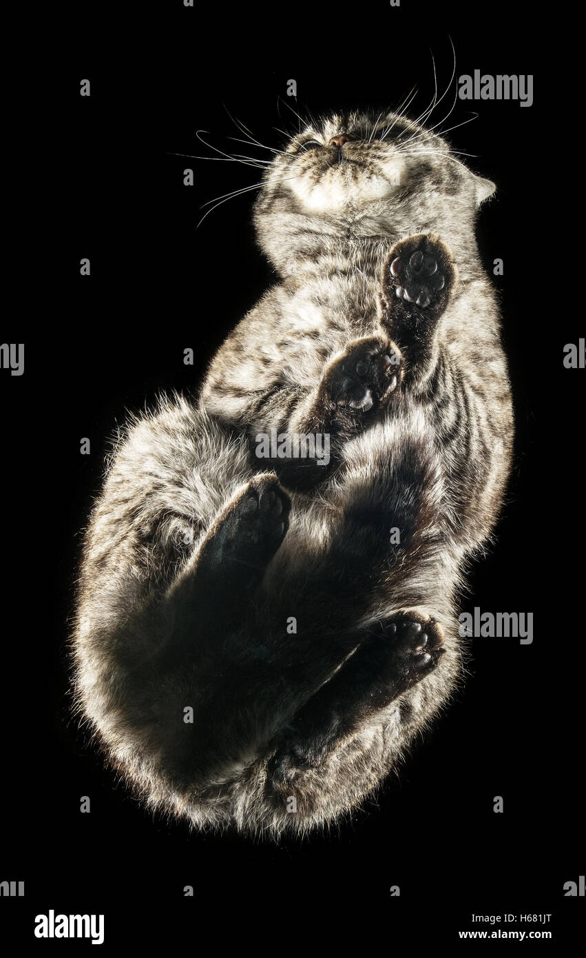 Cat silhouette hi-res stock photography and images - Alamy