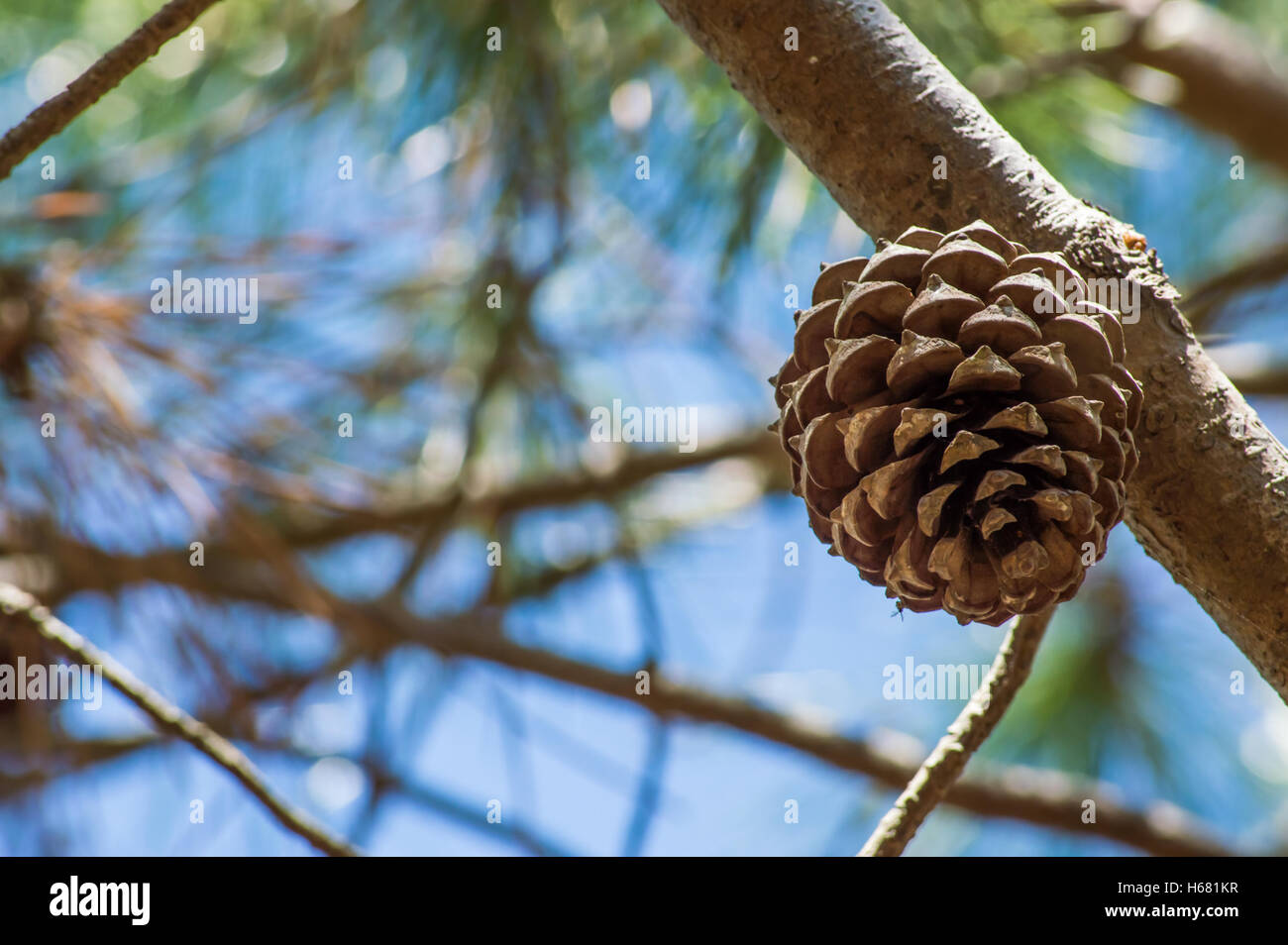 Pine cone on a tree at a seaside Stock Photo - Alamy