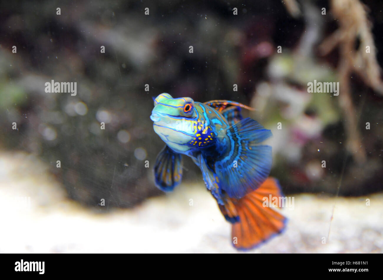 Rio aquarium hi-res stock photography and images - Alamy