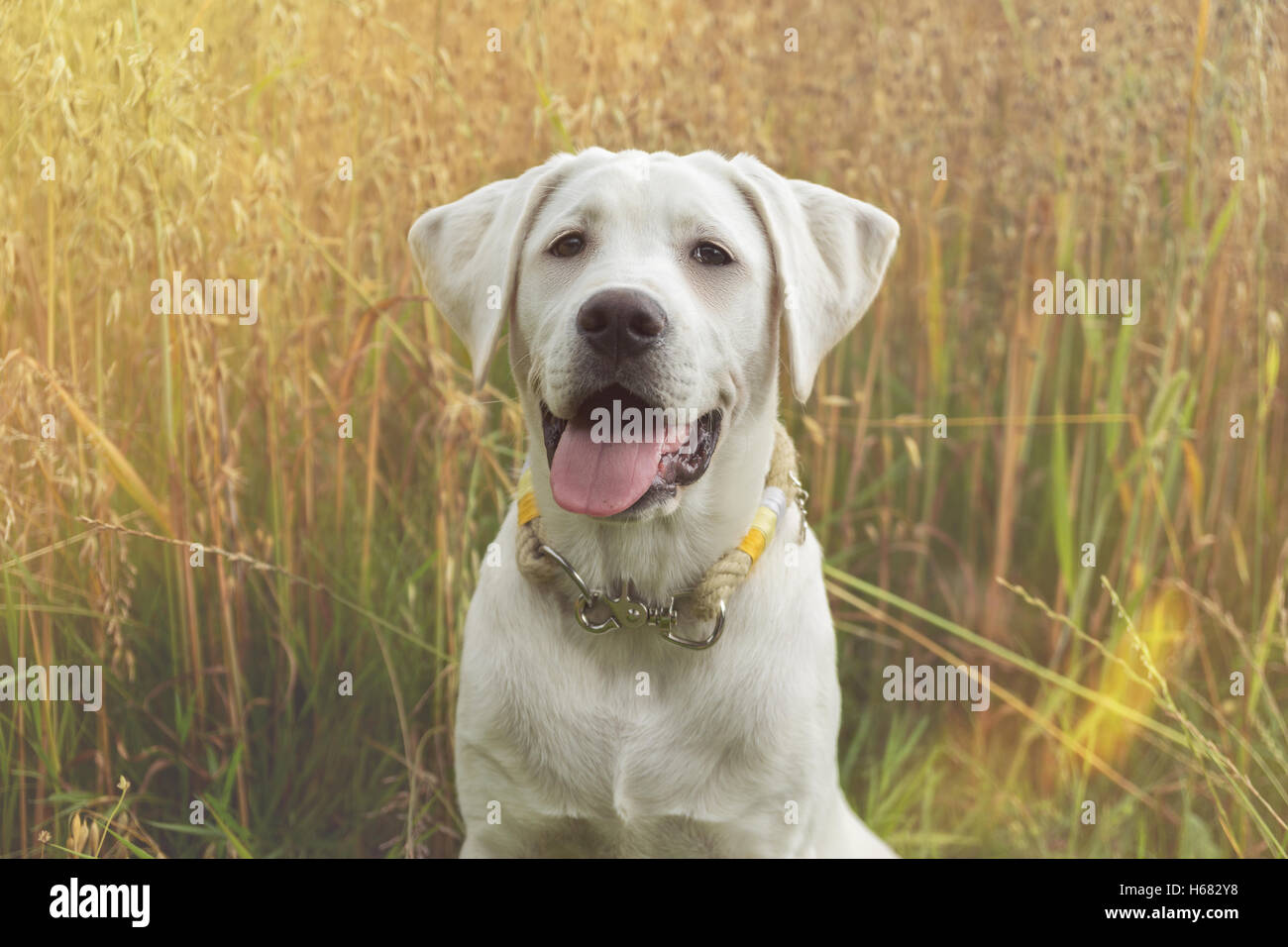 white labrador retriever dog puppy with pretty face in front of a field ...