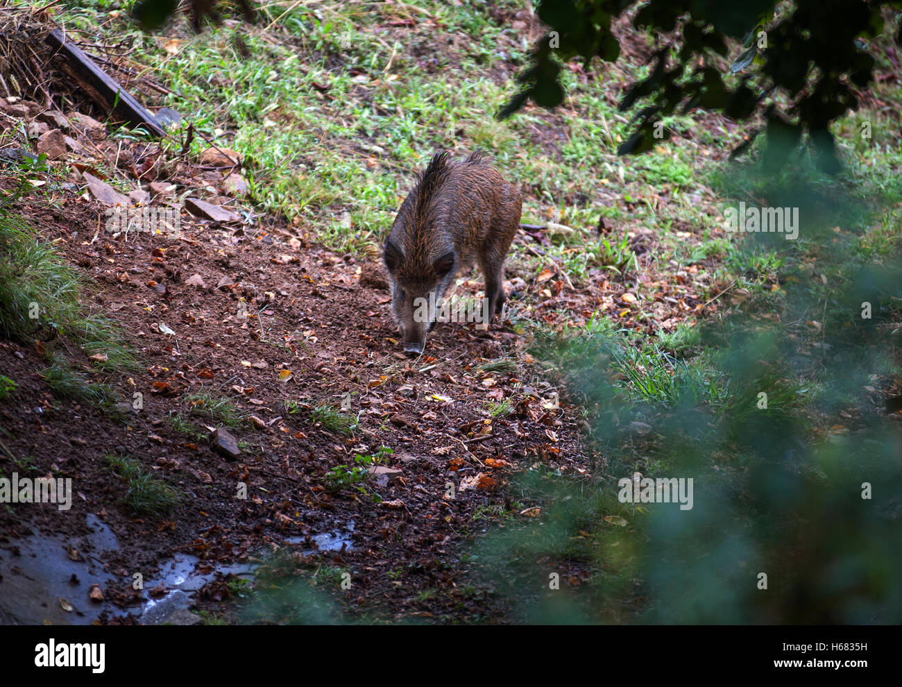 Wild Boar,Cinghiale, rooting around in the Hills above Collodi in ...