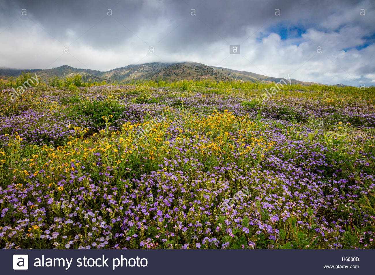 Wildflower Mountain Landscape High Resolution Stock Photography and ...