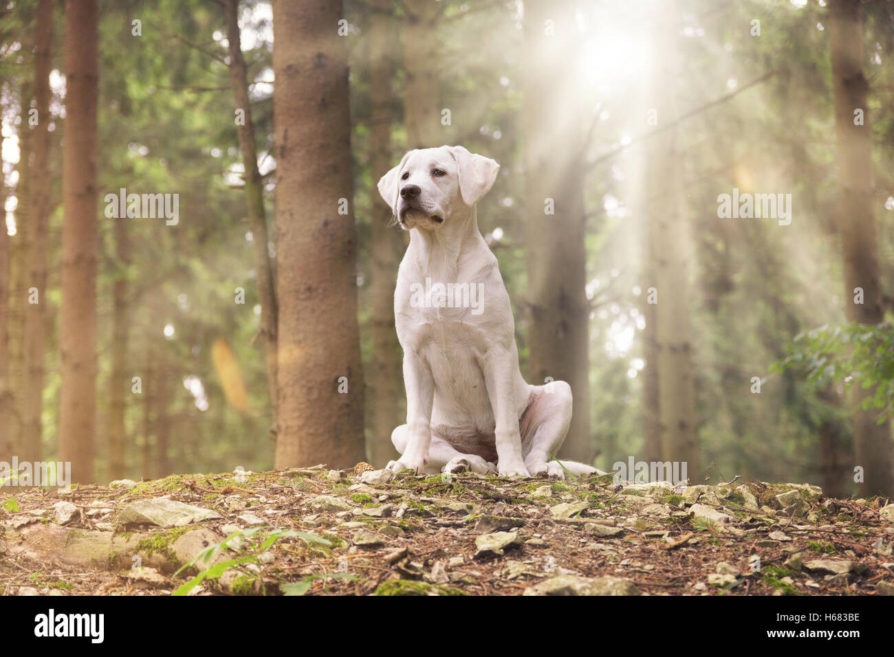 young labrador retriever dog in the forest with sunlight Stock Photo ...