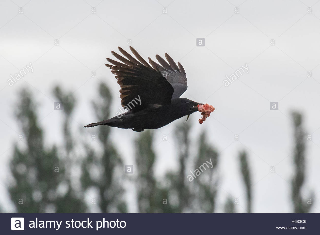 Crow Flies Stock Photos & Crow Flies Stock Images - Alamy