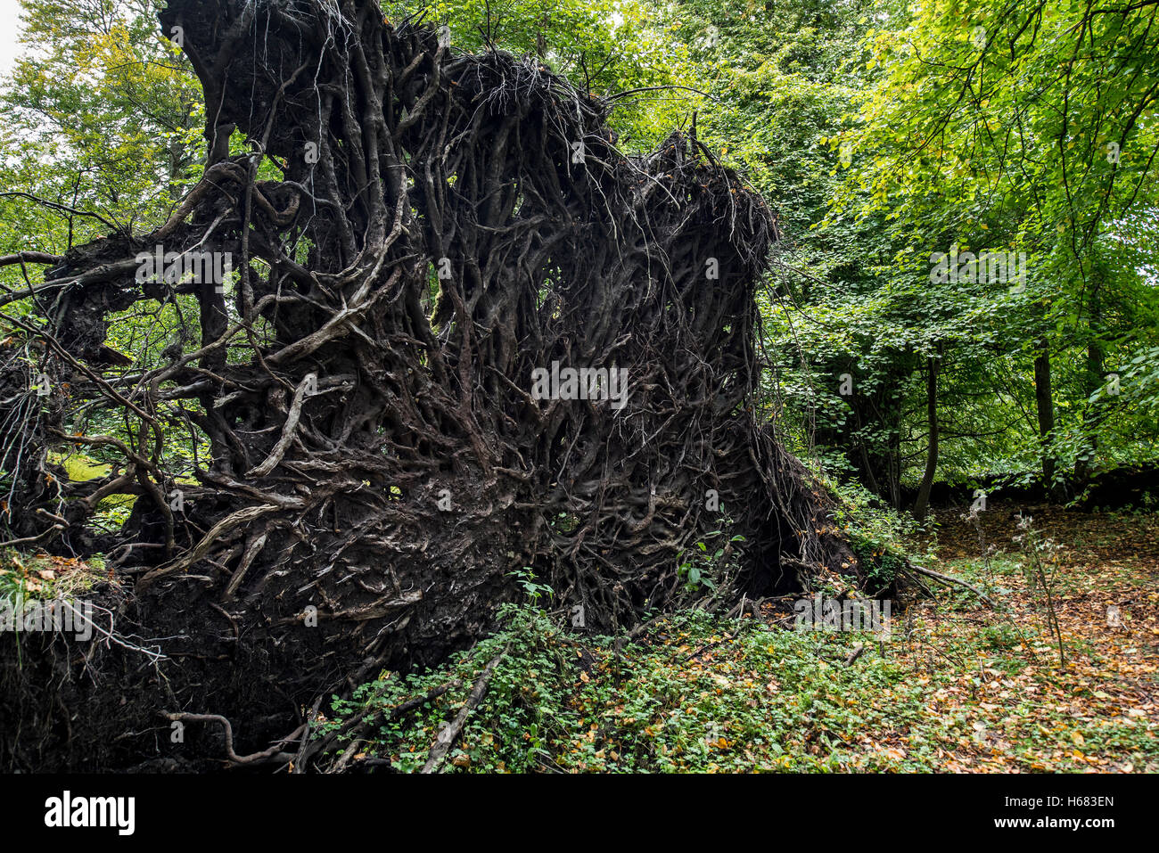 Tree roots damage hi-res stock photography and images - Alamy