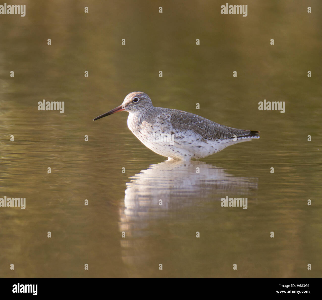 Common Redshank a water bird in the Airoli creek Stock Photo - Alamy