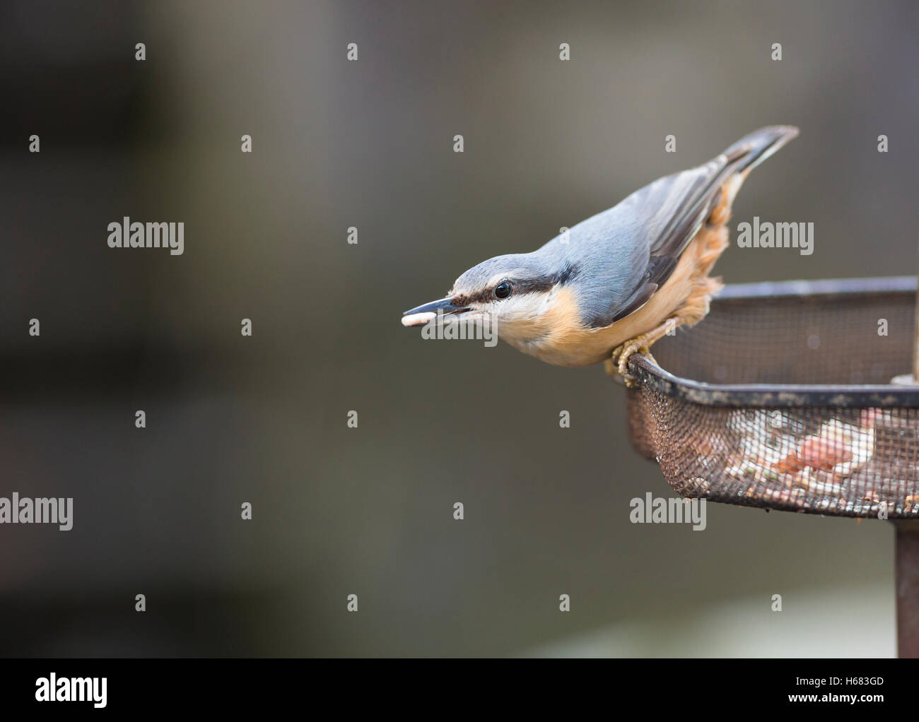 nuthatch on bird feeder food in bill Stock Photo - Alamy