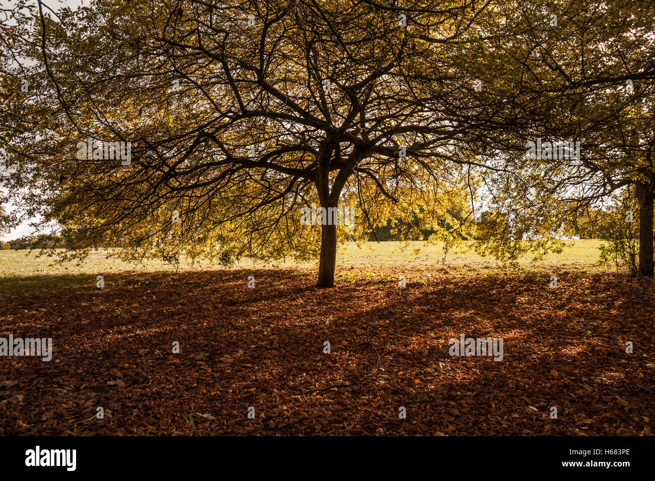 A view underneath a tree shedding its autumn leaves and the sunshine in ...