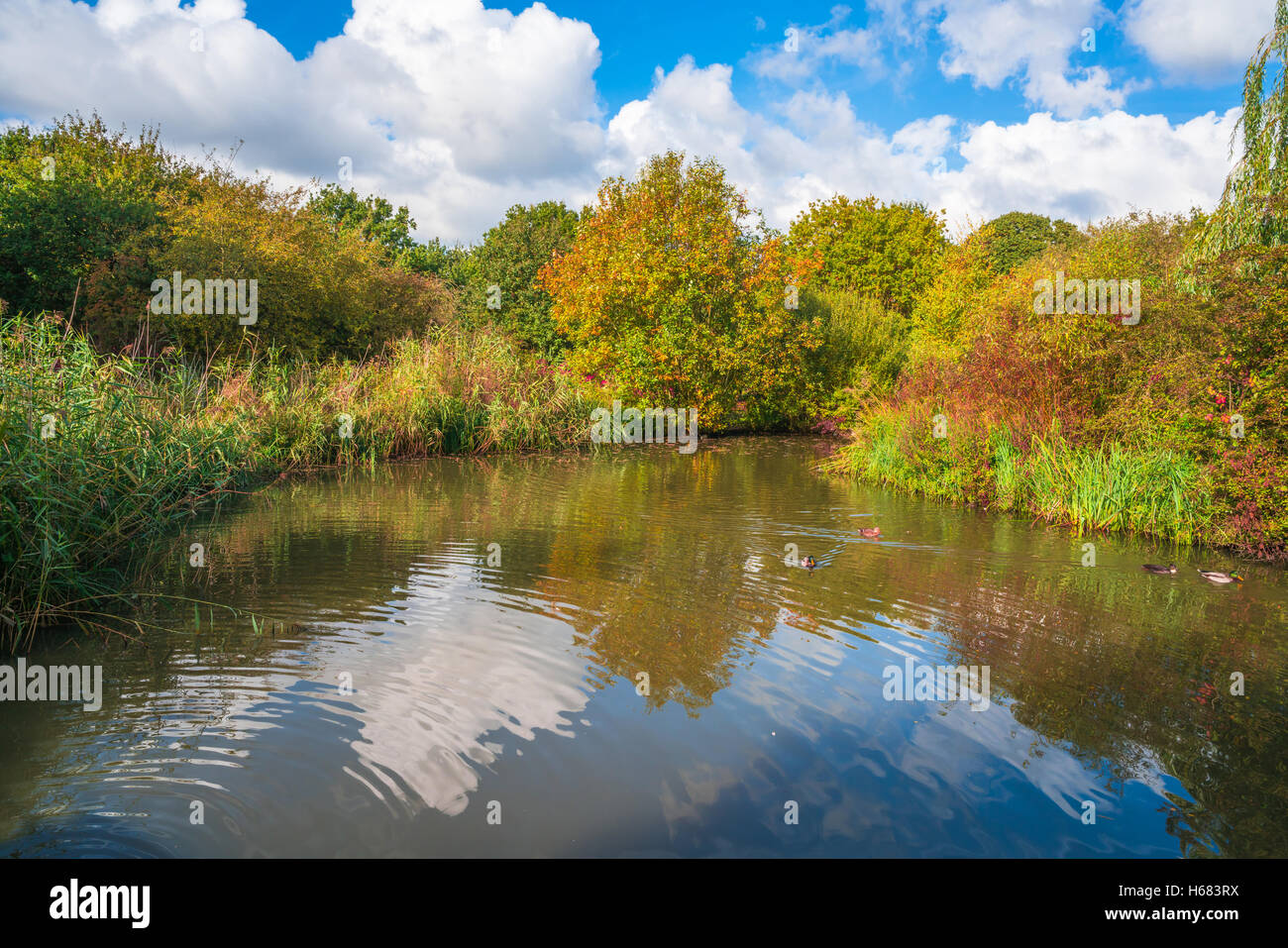 A pond in a park in the fall, London, Uk Stock Photo - Alamy