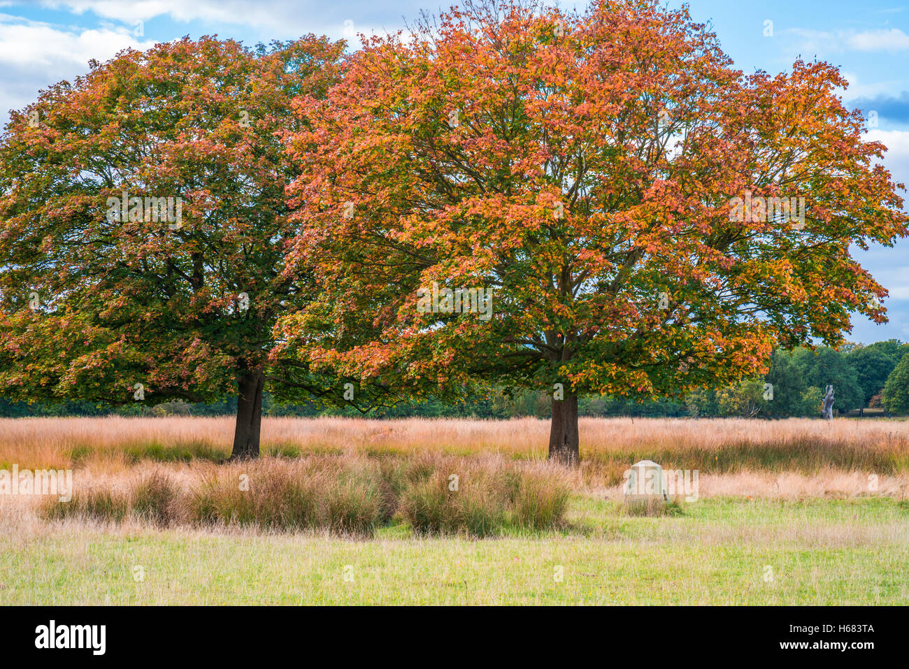 A park in fall colours, London UK Stock Photo - Alamy