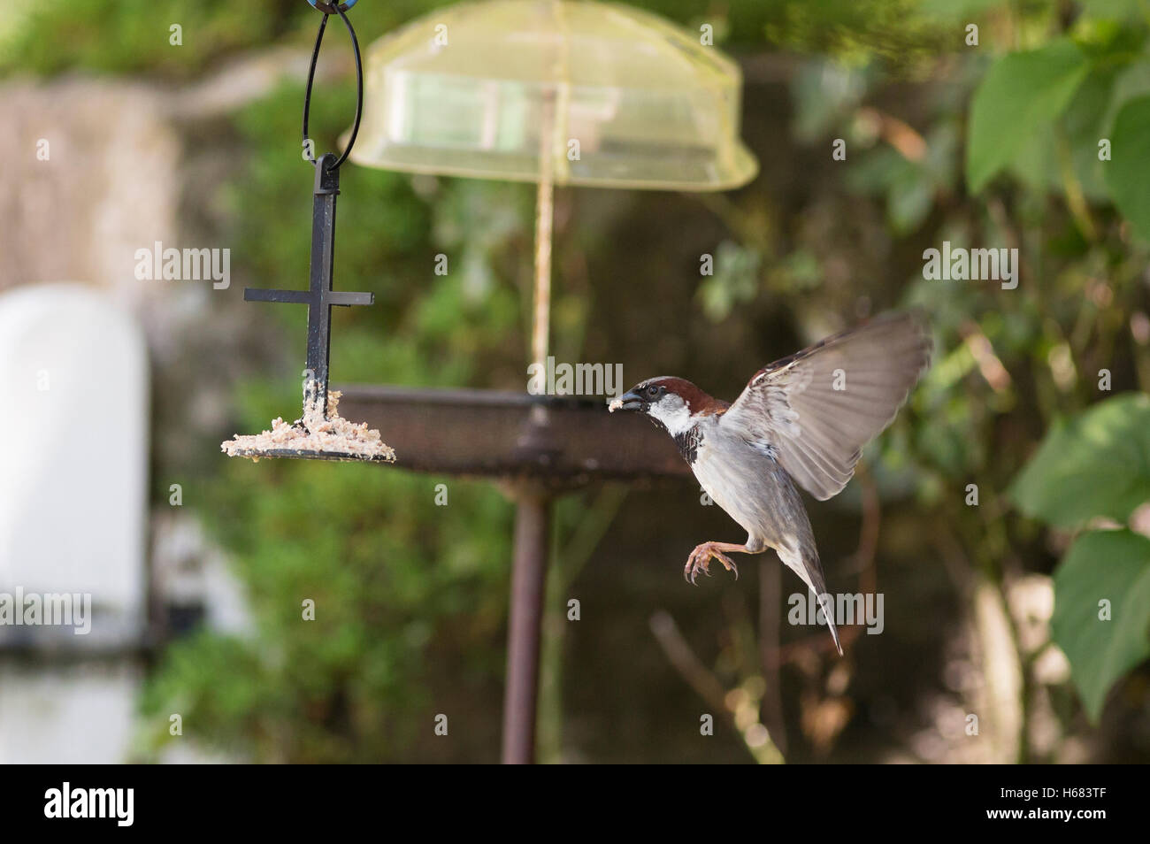 house sparrow in flight at bird feeder Stock Photo - Alamy