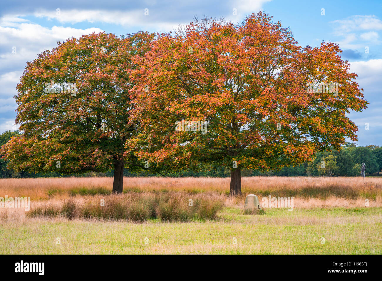 A park in fall colours, London UK Stock Photo - Alamy