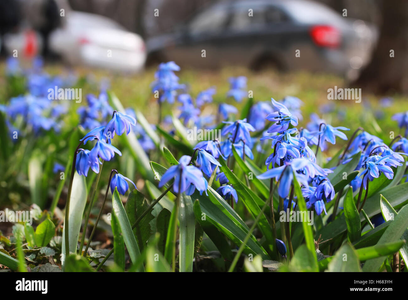 blue first flower in spring Stock Photo - Alamy