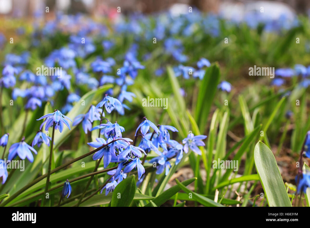 blue first flower in spring Stock Photo - Alamy
