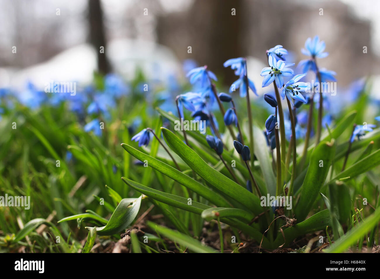 blue first flower in spring Stock Photo - Alamy