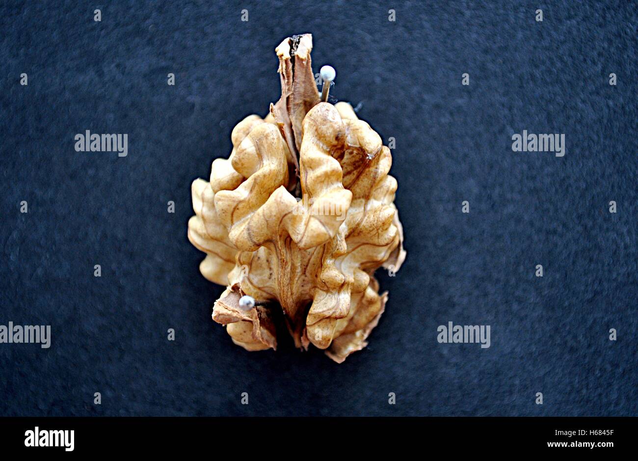 walnut internal hemisphere Stock Photo - Alamy