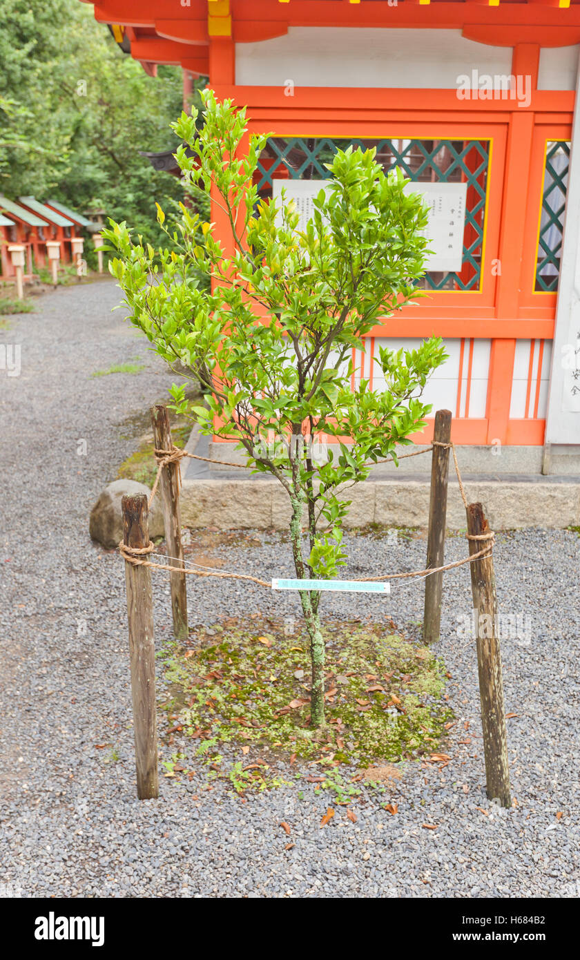 Citrus tachibana tree in Uji Shinto Shrine in Uji city near Kyoto Stock ...