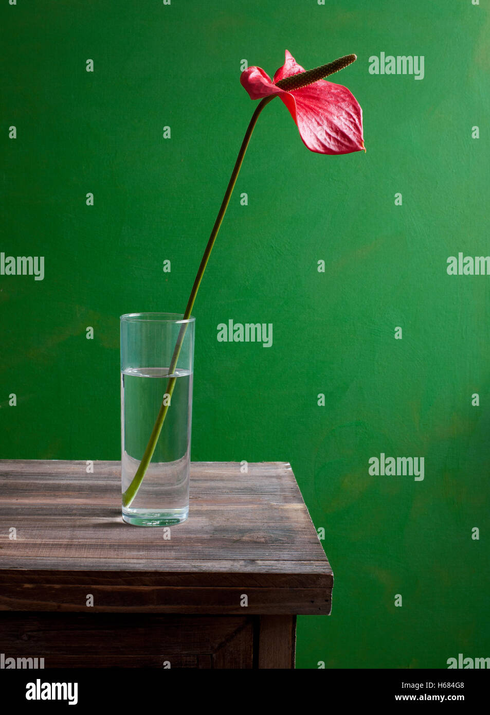 Arum lily glass hi-res stock photography and images - Alamy