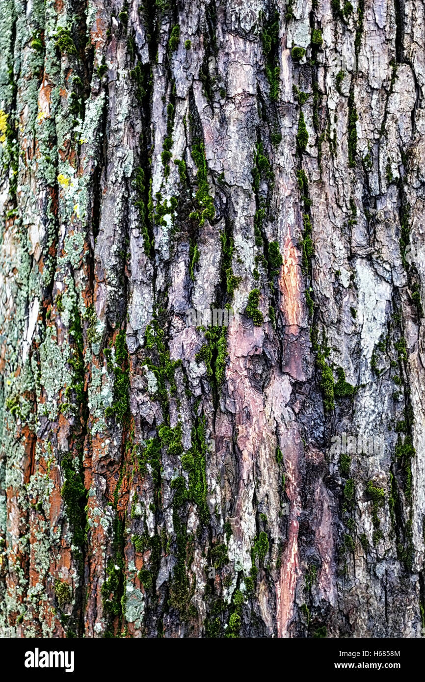 background tree texture Stock Photo - Alamy