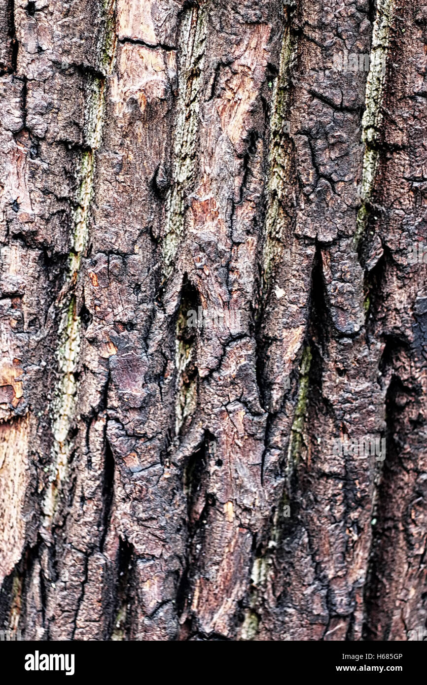 background tree texture Stock Photo - Alamy