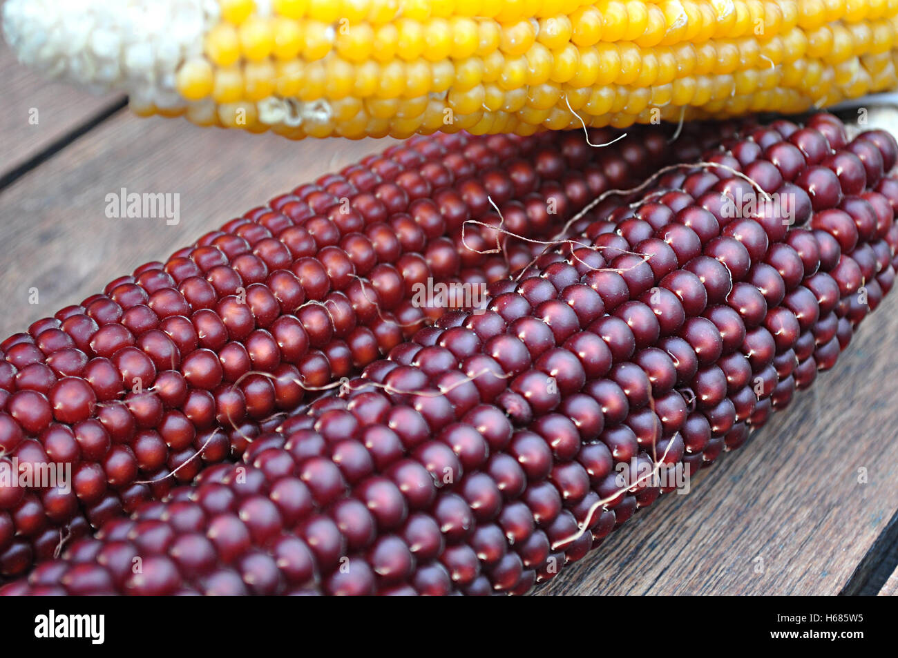 corn cobs with shiny beads Stock Photo - Alamy