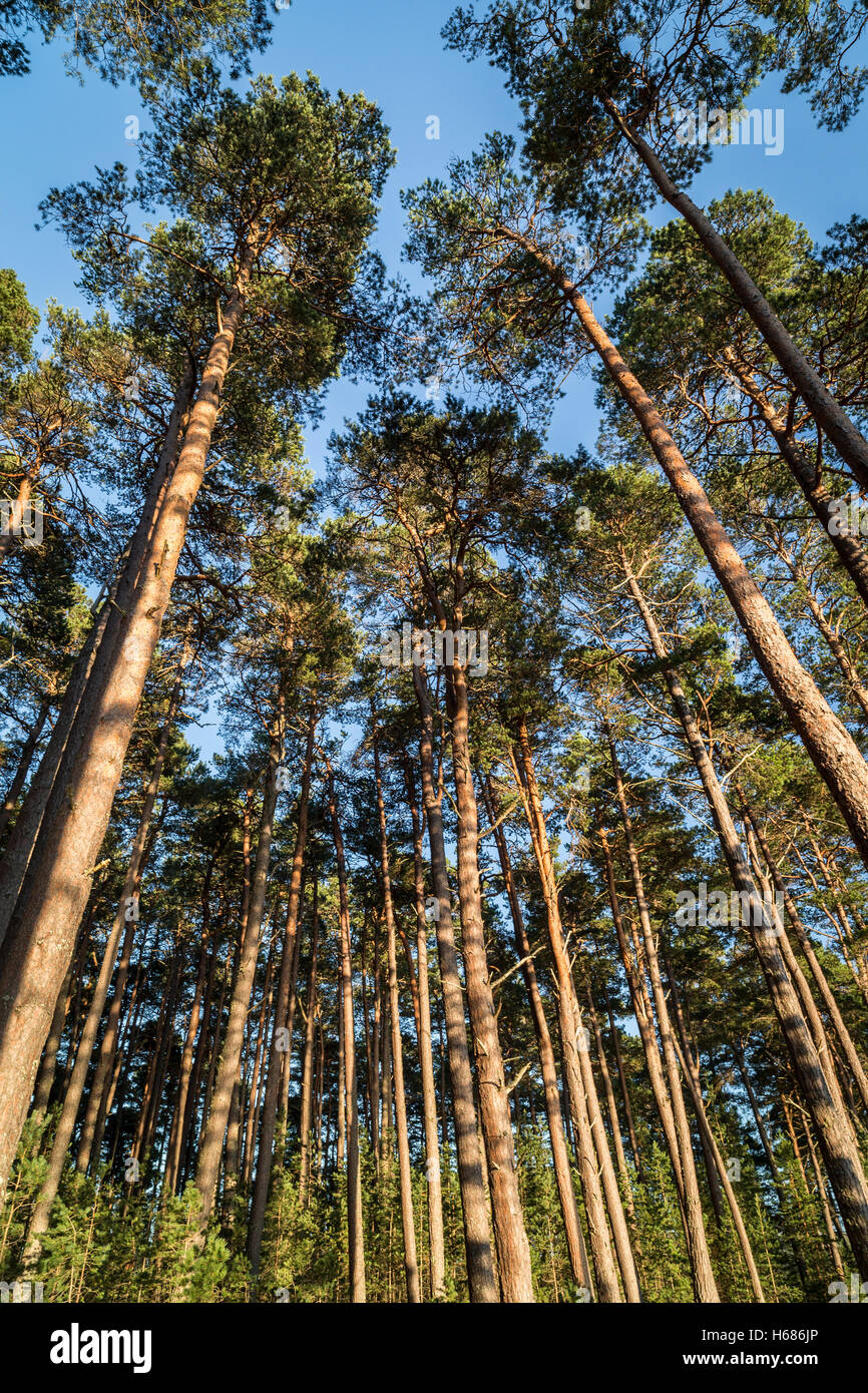 Scots Pine canopy at Abernethy forest in Scotland Stock Photo - Alamy