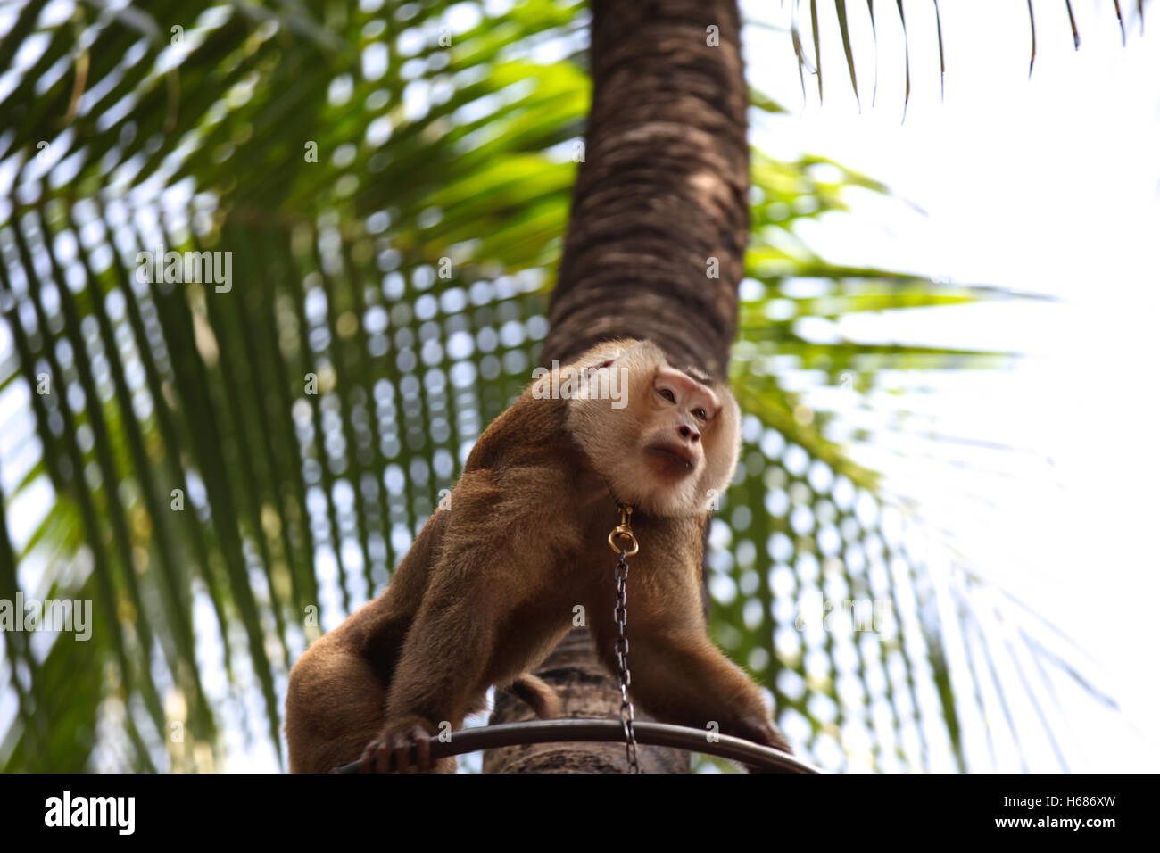 Monkeys are busy with their chores, Thailand, Southeast Asia Stock ...