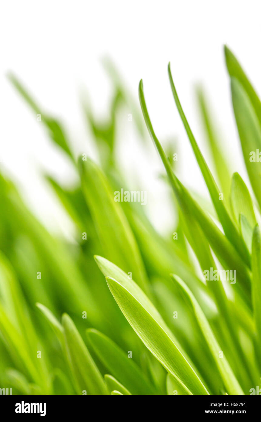 Wallpaper green grass hi-res stock photography and images - Alamy
