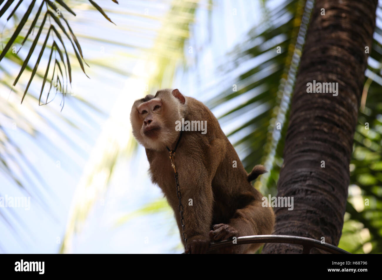 Monkeys are busy with their chores, Thailand, Southeast Asia Stock ...