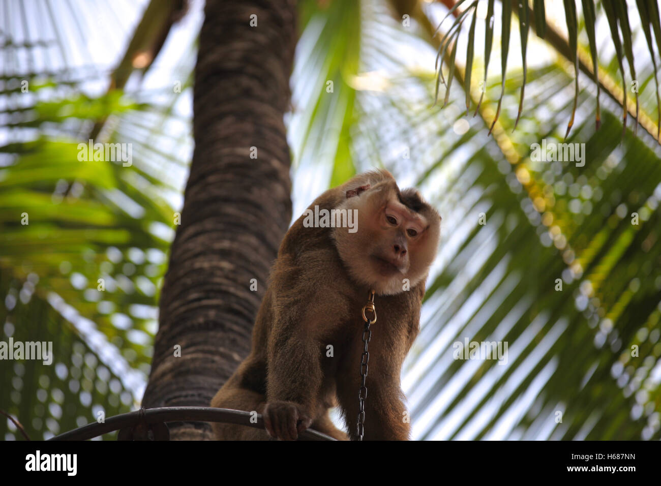 Monkeys are busy with their chores, Thailand, Southeast Asia Stock ...