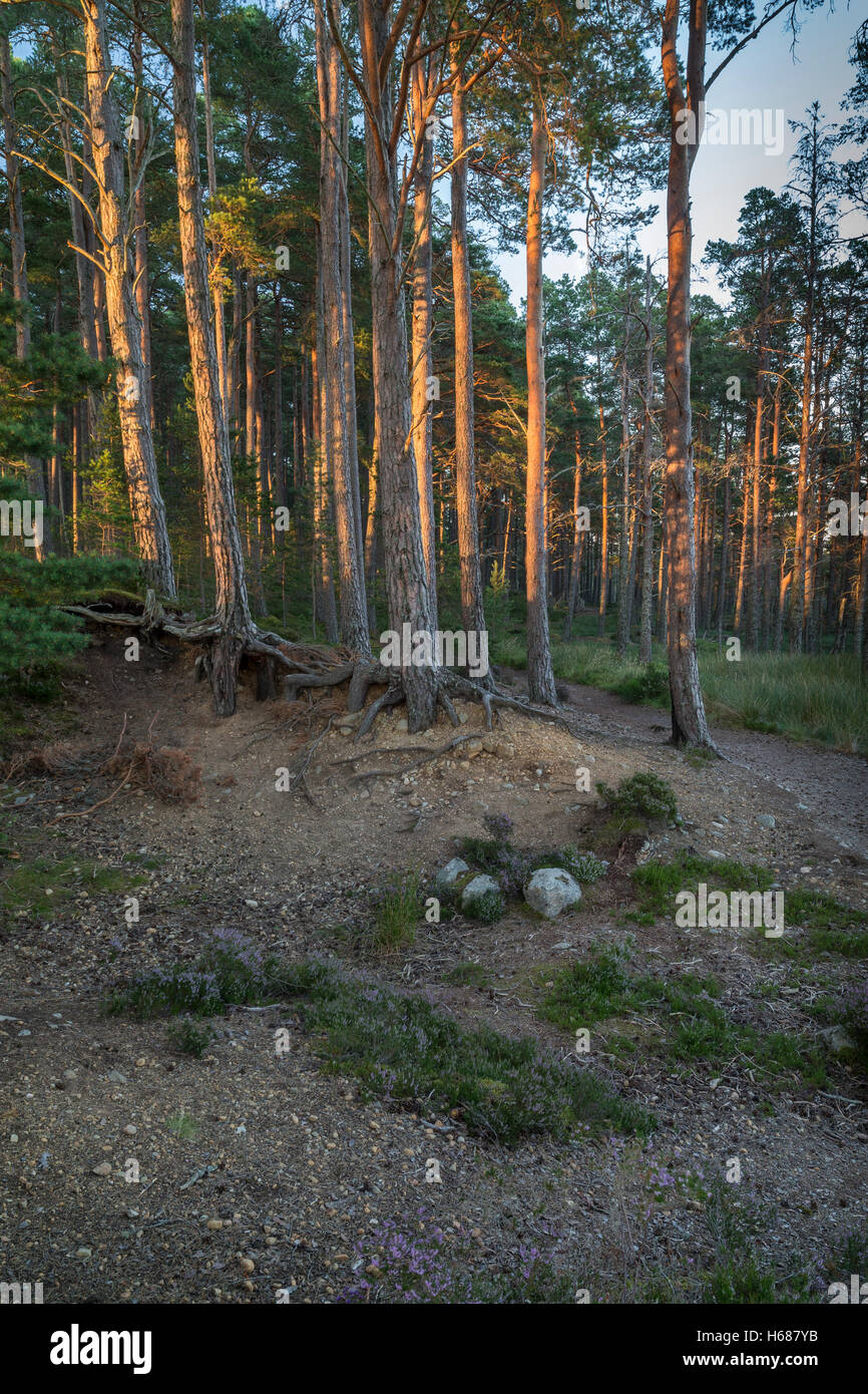Abernethy Forest in The Cairngorms National Park Stock Photo - Alamy