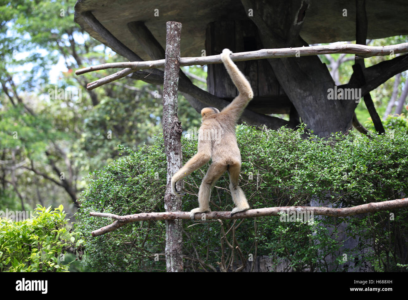 Monkeys are busy with their chores, Thailand, Southeast Asia Stock ...