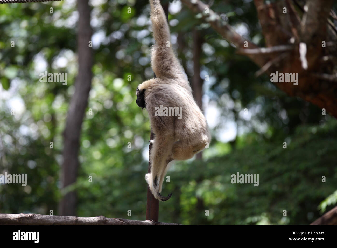 Monkeys are busy with their chores, Thailand, Southeast Asia Stock ...