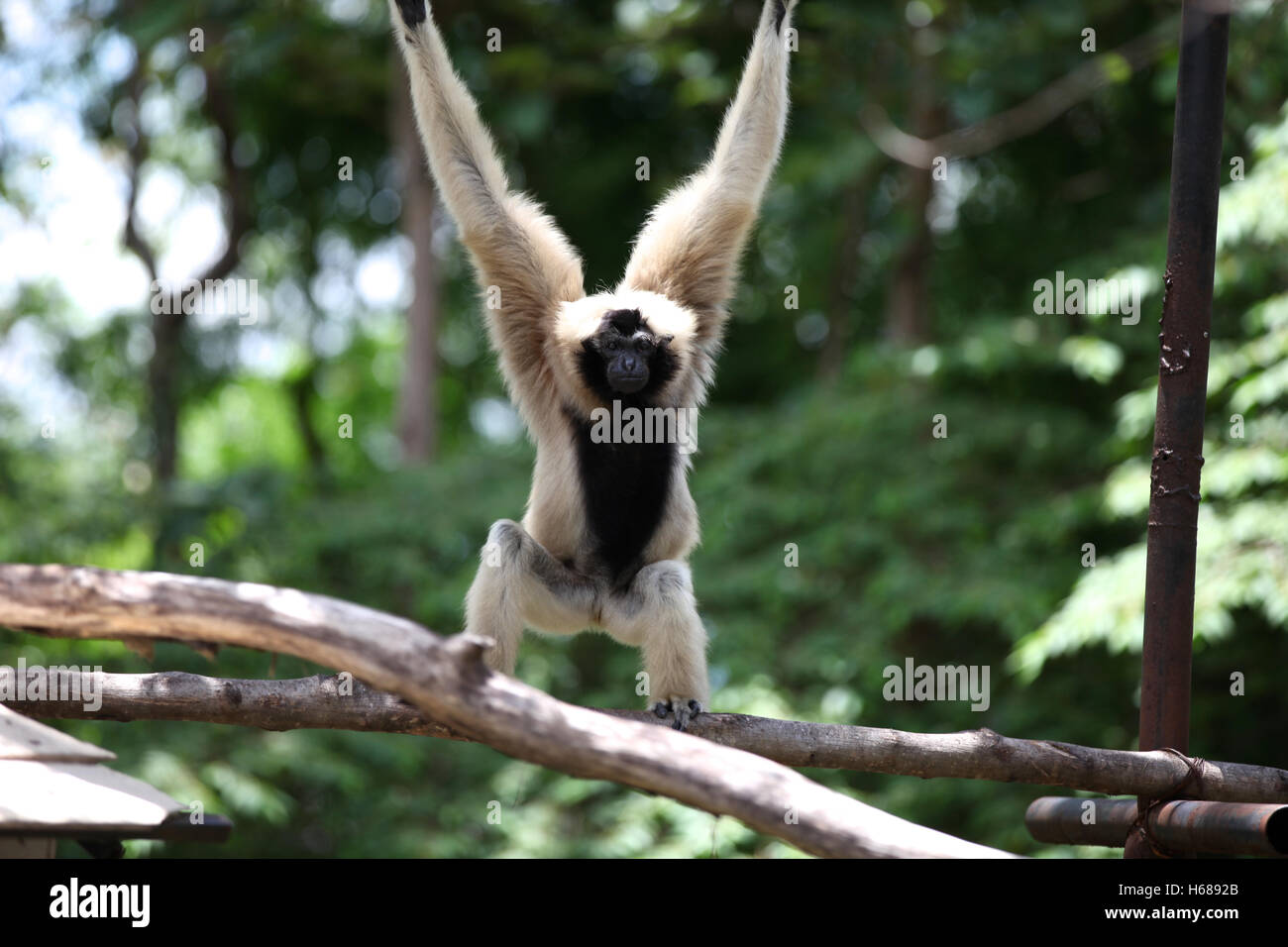 Primates of southeast asia hi-res stock photography and images - Alamy